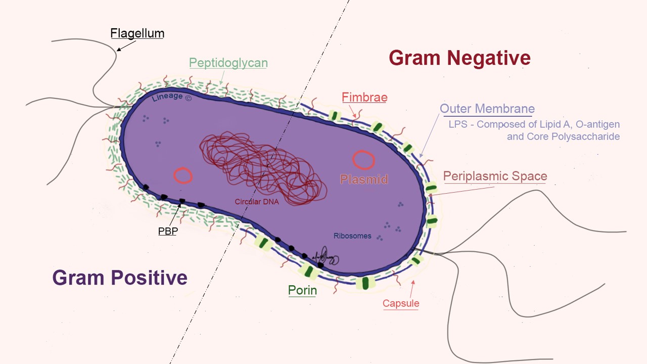 Gram Positive Bacteria USMLE Strike Gram Positive Bacteria USMLE Strike